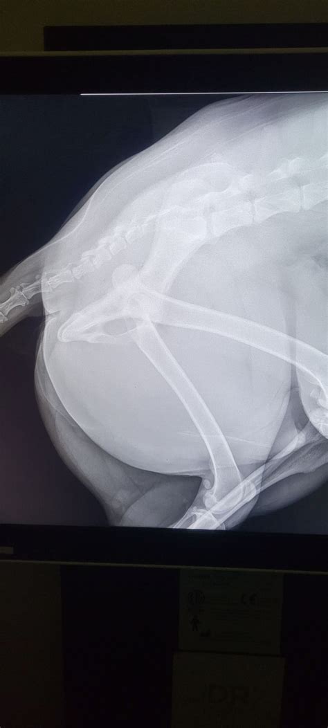 Mohammad Abdelhameed On Linkedin Craniodorsal Hip Luxation And Ehmer Sling Befor And After