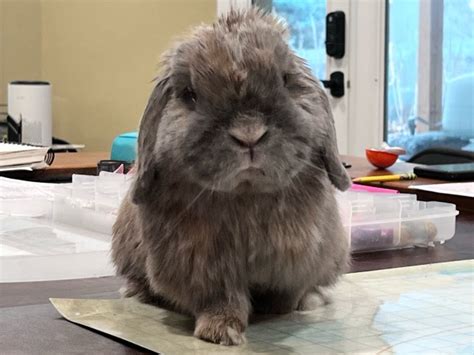 Ive Gotten A Ton Of New Followers From My Transformers Art Ask Me Anything About My Aus Also