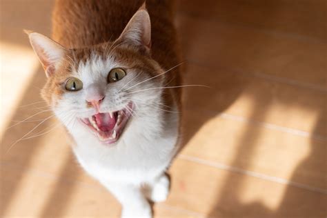 猫が『鳴きながら寄ってくる』ときの気持ちは？猫たちが伝えたいこと4選とお応え方法 ねこちゃんホンポ