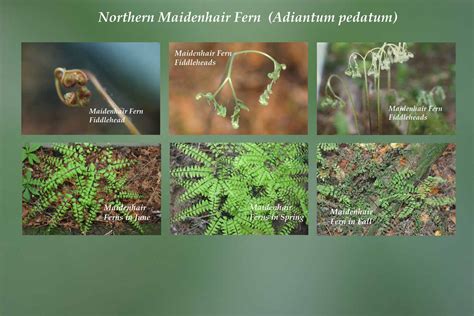 Maidenhair Fern