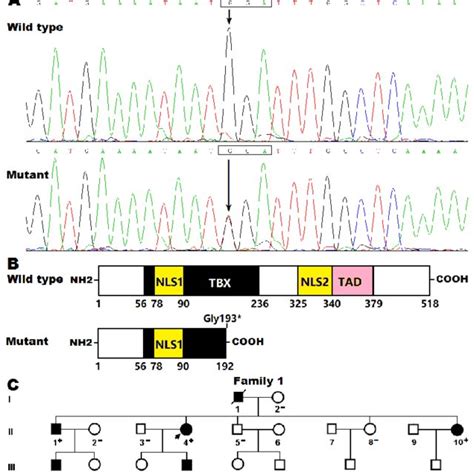 A New Tbx5 Mutation Responsible For Familial Heart Defect And Atrial