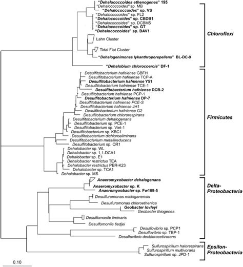 The Little Bacteria That Can Diversity Genomics And Ecophysiology Of