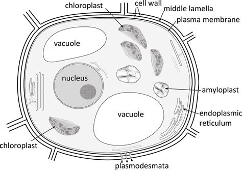 Plastids Diagram Labeled