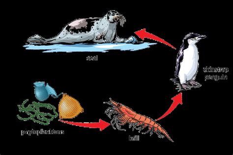 What Do Penguins Eat Worldatlas