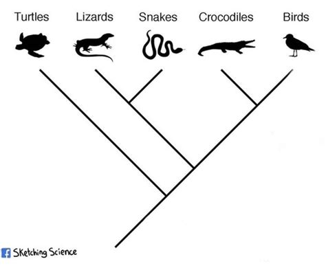 Le Taxonomy Quiz Flashcards Quizlet