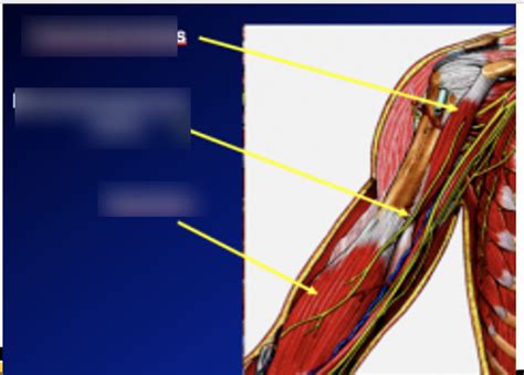 Musculocutaneous Nerve Diagram Quizlet