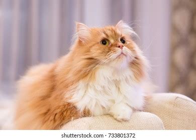 Beautiful Pussy Cat Red Color Big Stock Photo Shutterstock