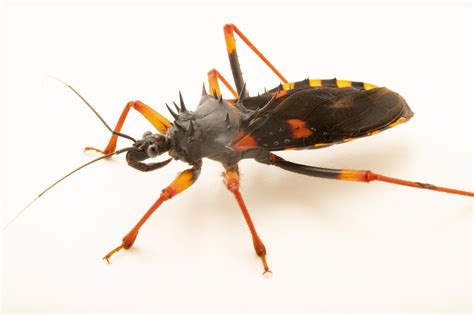 Horrid King Assassin Bug Psytalla Horrida Raidke