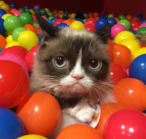 Grumpy Cat On Twitter Funny Grumpy Cat Memes Funny Cat Memes Funny