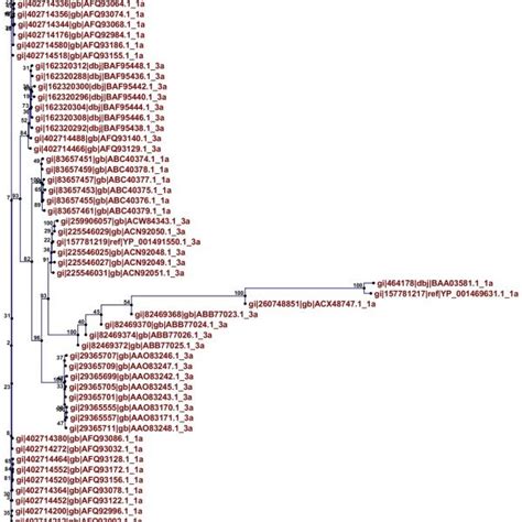 Multiple Sequence Alignment Showing Global Consensus Sequence Of Hcv E2