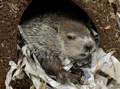 Hibernating Groundhog