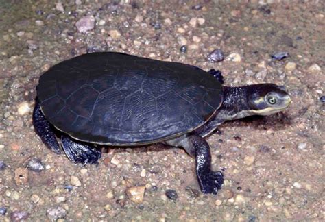 Murray River Turtle