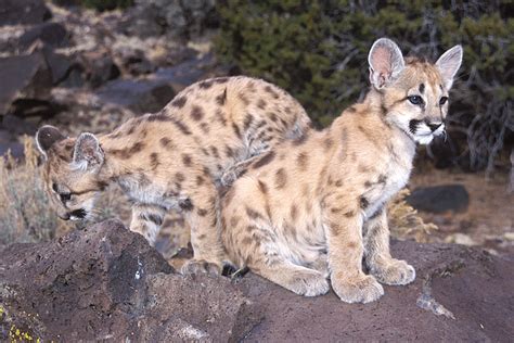 Adw Cougar2