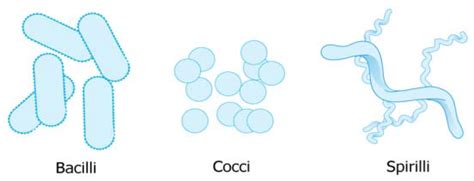 Archaebacteria King Of Kingdoms