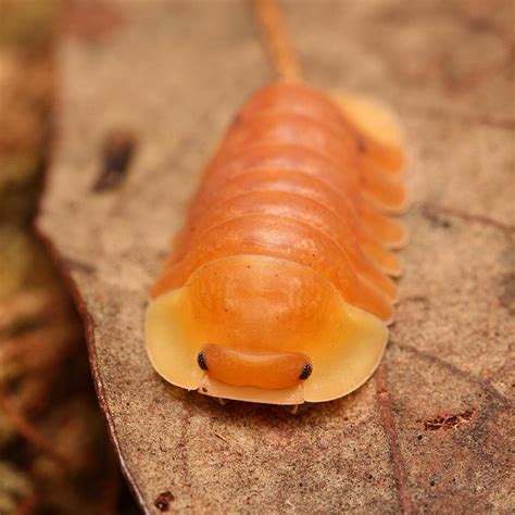 Cubaris Sp Blonde Rubber Ducky Tropical Isopods