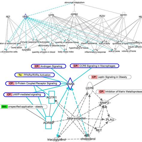 Ingenuity Pathway Analysis Ipa ‐based Plausibility Analysis Of