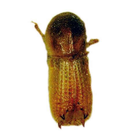 Curviwit Pheromone To Attract The Silver Fir Bark Beetle Pityokteines Curvidens Witasek