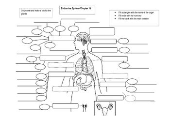 Endocrine System Unlabeled Diagram