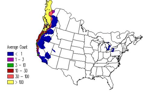 Glaucous Winged Gull Ebirdr