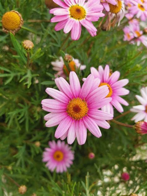 Pretty Fucsia And Pink With Yellow Center Garden Pyrethrum Flower Stock