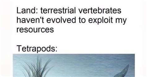 Evolution Memes Album On Imgur