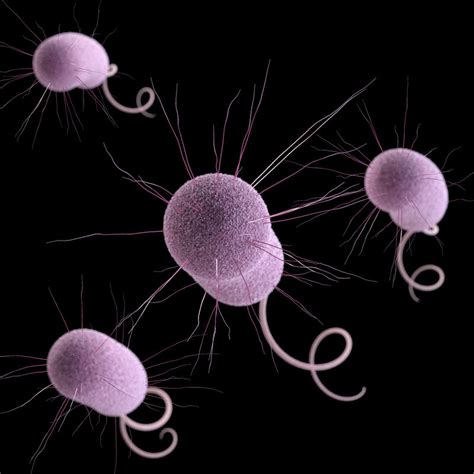 Staphylococci Bacteria