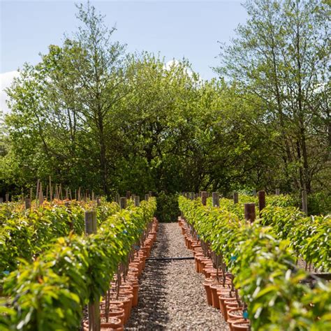 Underplanting Trees How To Get It Right Frank P Matthews Trees