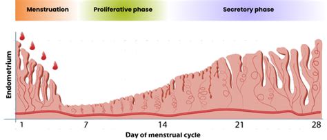 A To Z Of The Female Reproductive System Endometrium