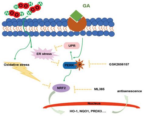 Research Progress On The Biological Activity Of Ganoderic Acids In