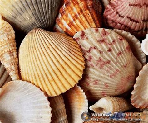 Download Sea Shells Windows 7 Theme With Sound Effect Zigg