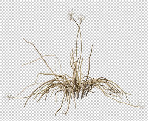 Premium Psd Single Dried Savanna Grass Isolate Backgrounds 3d Render