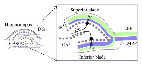Connectivity Of Lateral Perforant Path Lpp And Medial Perforant Path
