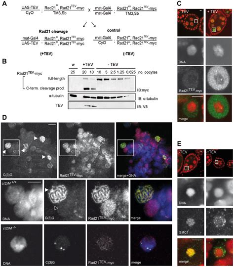 Rad21tev Myc Cleavage By Tev Protease Expression During Oogenesis