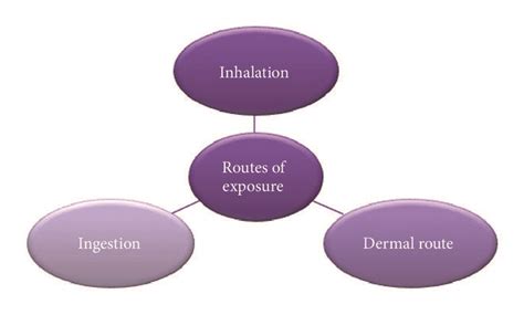 Routes Of Exposure Of Nanoparticles Download Scientific Diagram