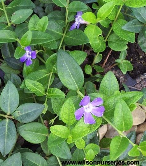 Invasive Ground Cover Blue Flowers At Lisa Mccoy Blog