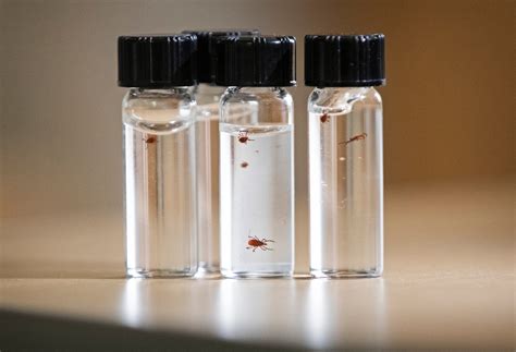 As Ticks Gain Ground In Alaska Researchers Say Health Risk Remains Low