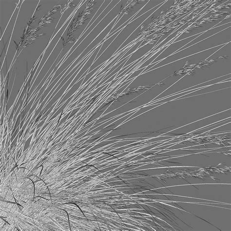Helictotrichon Sempervirens Blue Oat Grass 3d Model For Vray