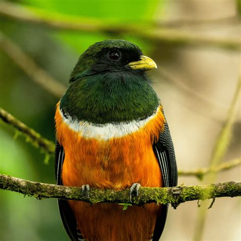 The Classic Costa Rica Birding Tour Costa Rica Gateway