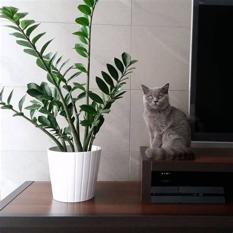 Plantas De Interior Fáciles De Cuidarguía De Jardinería