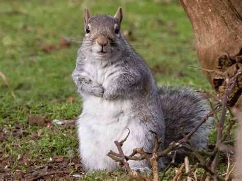 Squirrels 855bugs Pest Control And Exterminators