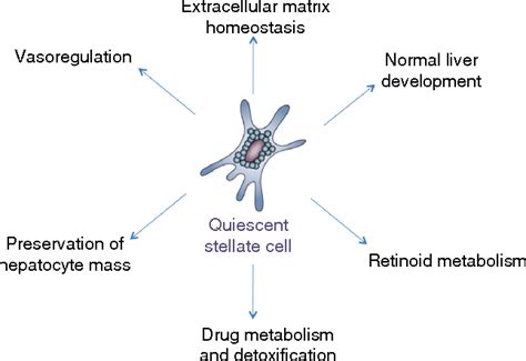 Hepatic Capsule Structure Semantic Scholar