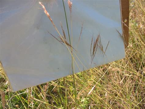 Texas Invasives