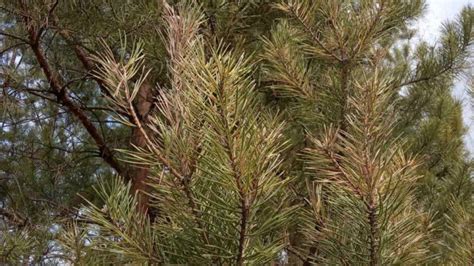 Coniferele își Schimbă Culoarea și Se Usucă Cauze Remedii