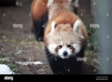 Red Panda Is And Endangered Mammal Animal From South China And East