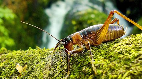 Bbc Two New Zealand Earths Mythical Islands The Diving Weta