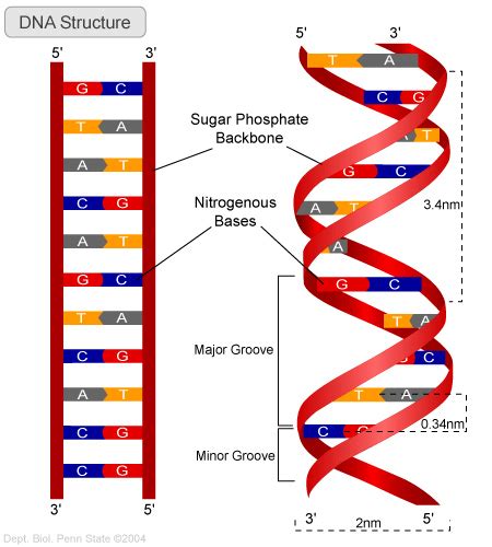 Bits And Bytes Of Biology Watson And Crick Model Of Dna