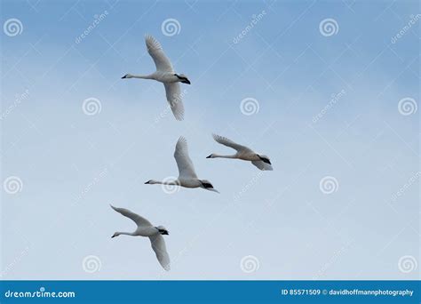 Tundra Swan Migration Stock Image Image Of Scenic Tundra 85571509
