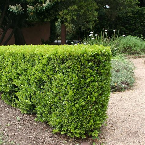 Japanese Boxwood Plants Express