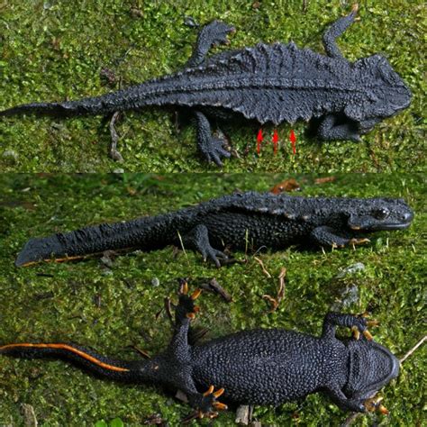 Coalescent Based Species Delimitation Of Echinotriton Using Both Download Scientific Diagram