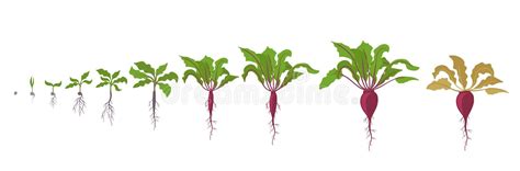Life Cycle Beetroot Stock Illustrations 6 Life Cycle Beetroot Stock